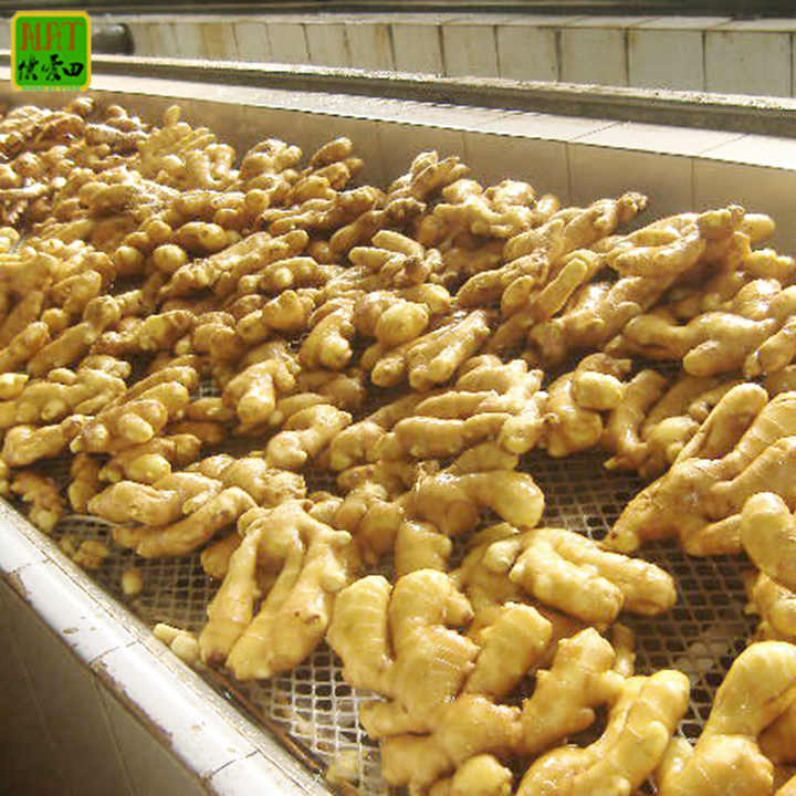 High Quality Dry Ginger Export with Good Price 2024