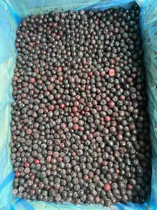 Frozen Blueberry IQF - Grade-a Quality & Long Shelf Life