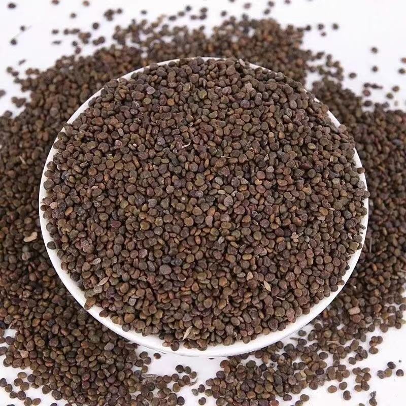 How to Choose the Best Alfalfa Grass Seeds 1086: A Complete Buying Guide