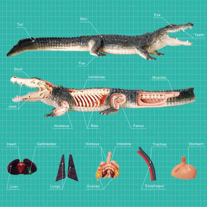 4D Master PVC Jungle Rainforest Crocodile Animal Model Educational STEM ...