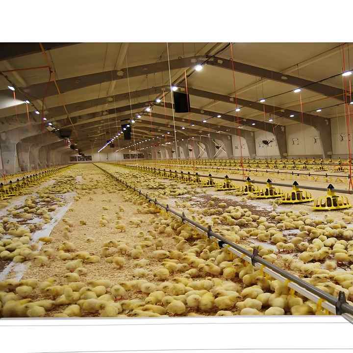 Smart Steel Poultry Farm System Multi Tier Cage & Floor Rearing for ...