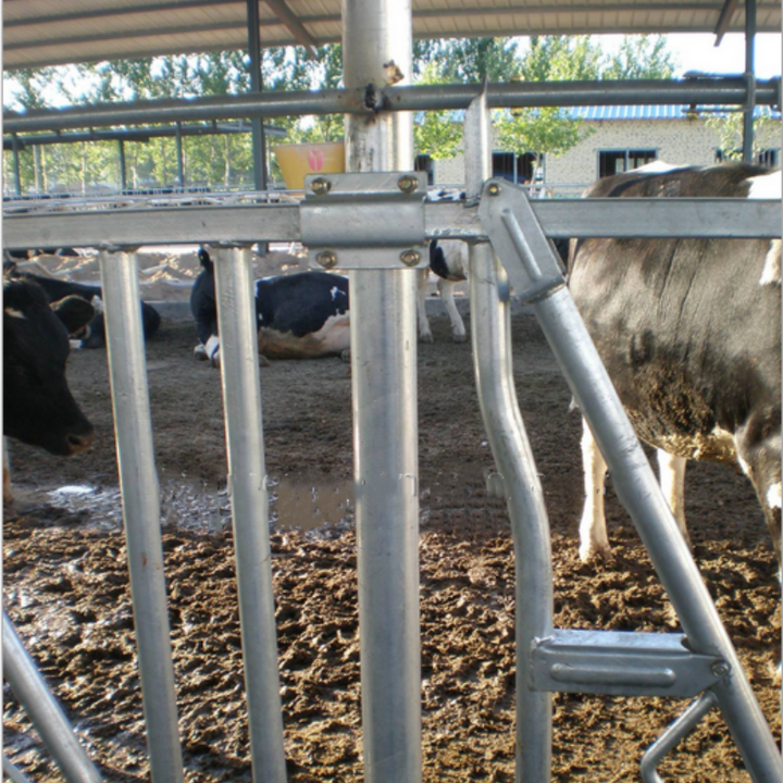 6 Heads Cattle Headlock Cow Neck Clamp 6m Galvanized Lock for Cow Farm ...