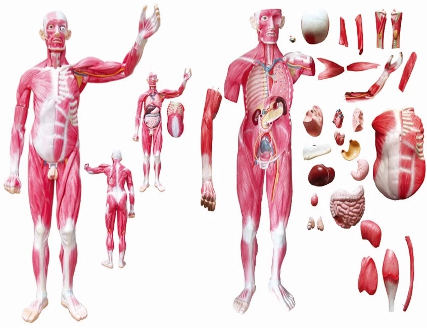 Human Body Muscles with Internal Organs - Anatomy Models