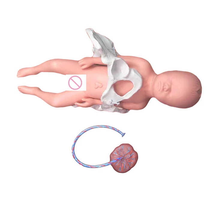 KyrenMed Childbirth Model Set Life-size Female Pelvis Model and Infant Baby Doll with Umbilical ...