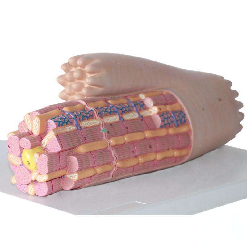 Medical Teaching Model Magnified Myocardium Anatomy Model for ...