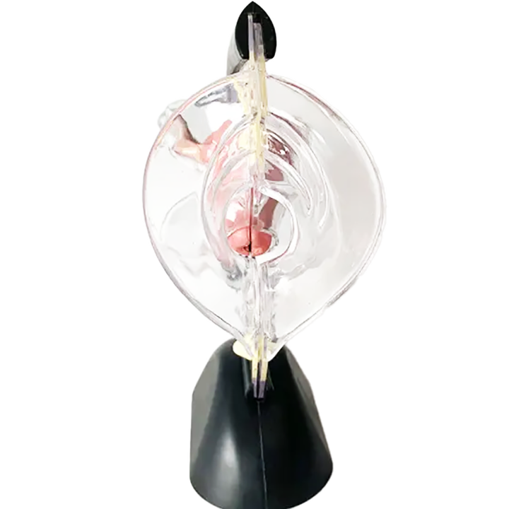 Transparent Uterus Model - Female Reproductive System
