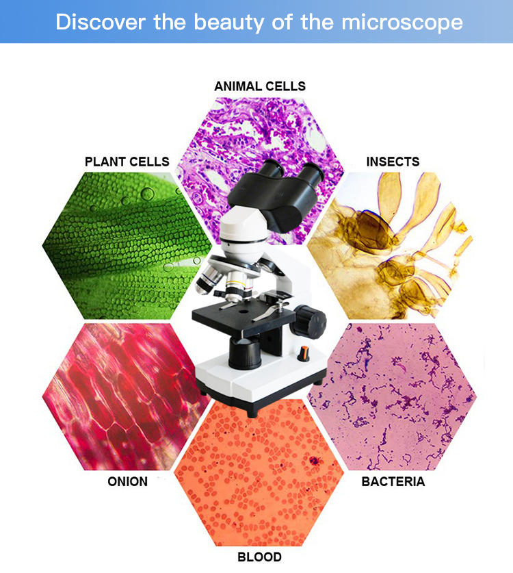 Custom Binocular Laboratory Microscope Adjustable Biological Stereo ...