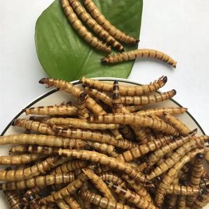 Dried Maggots - High Protein Pet Feed for Reptiles Birds