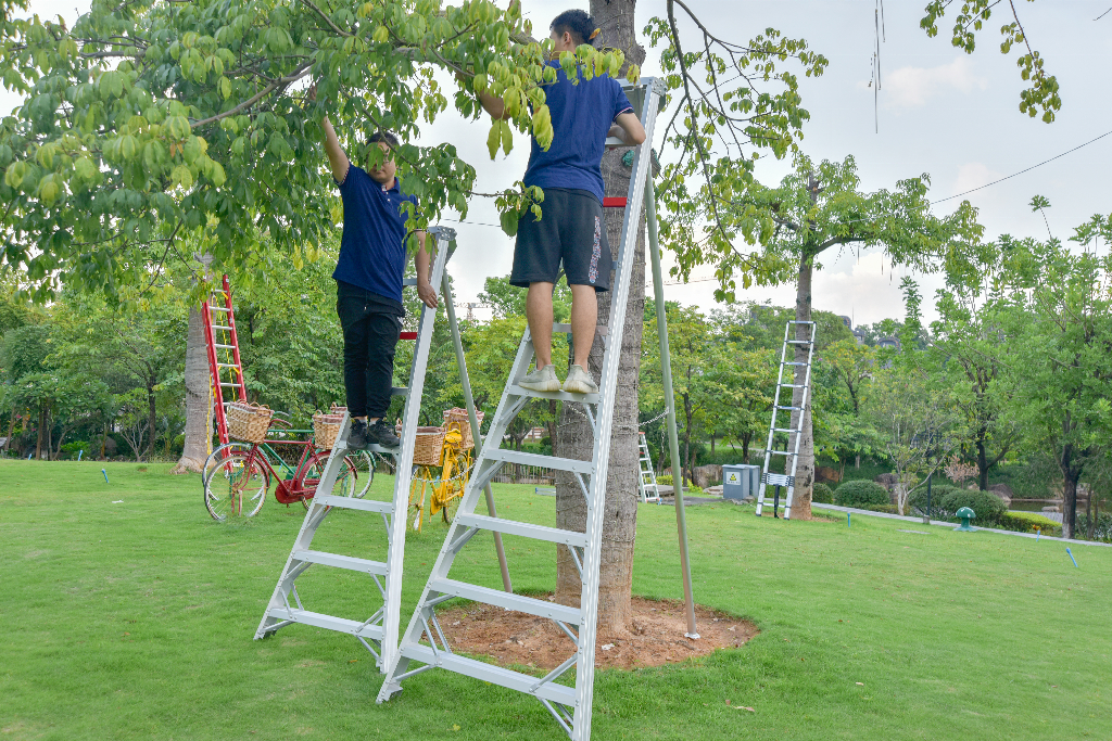 Fruit Picking Ladders - Adjustable Aluminum Folding Design