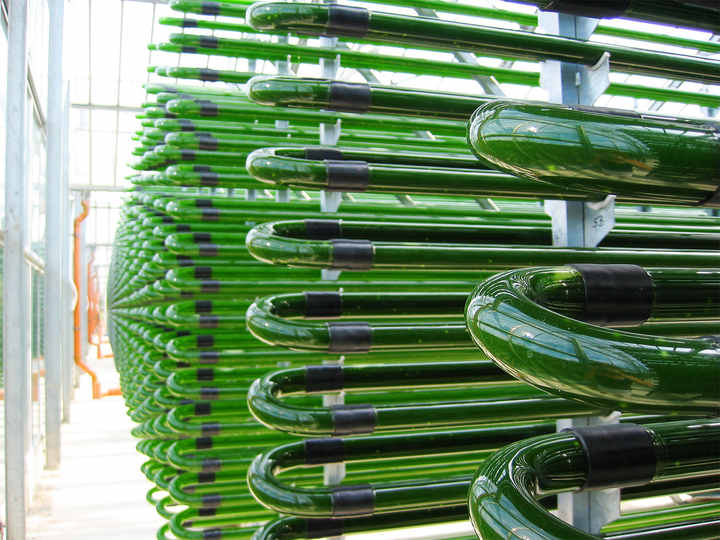 Cyanobacteria Algae PBR Photobioreactor 5000L - Easy to Operate
