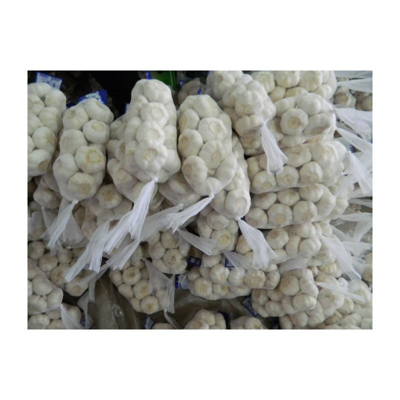 Wholesale New Fresh Garlic Supplier Normal White Garlic Manufacturer ...