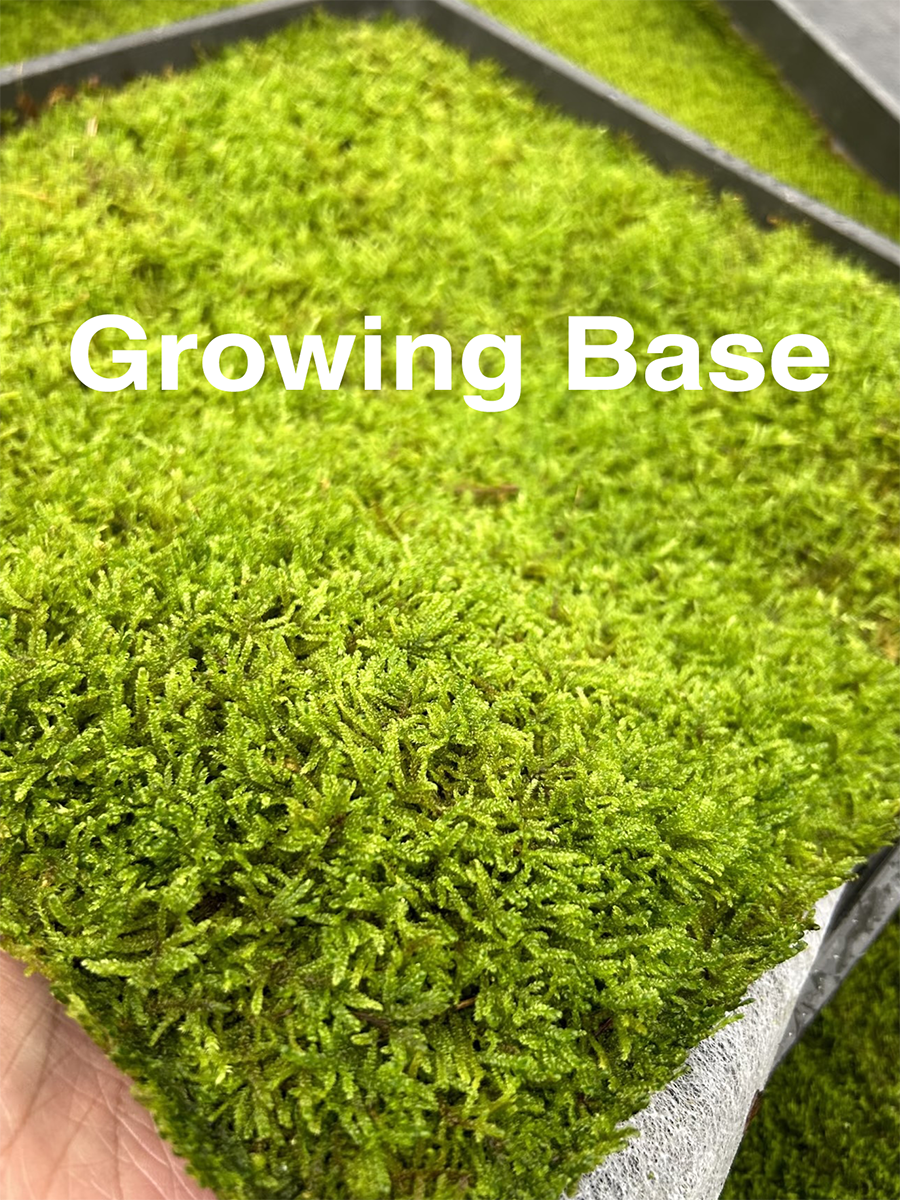 How to Choose the Best Plant Moss Pole Pot for Climbing Plants