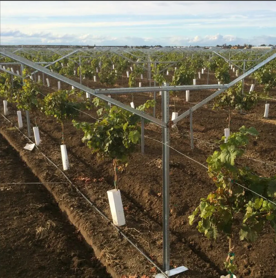 How to Choose the Best Grape Farm for Your Needs: A Complete Buying Guide