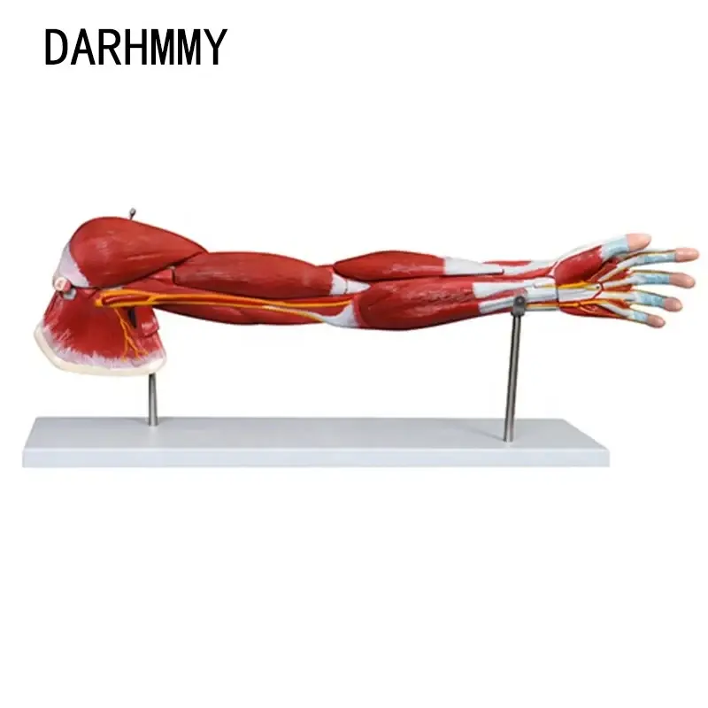 DARHMMY Human Upper Limb Anatomical Muscle Model with 7 Parts
