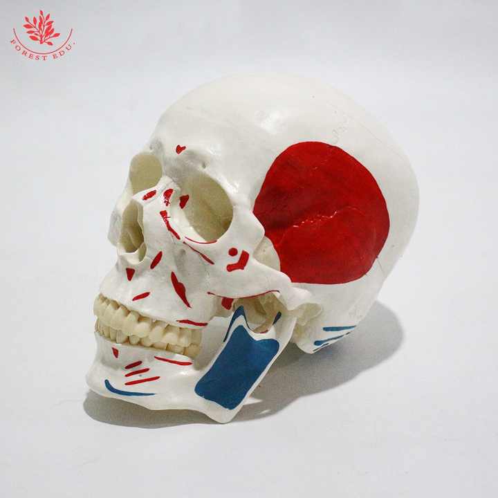 Human Skull Model FRT022 Include Colored Muscle Origins and Insertion ...