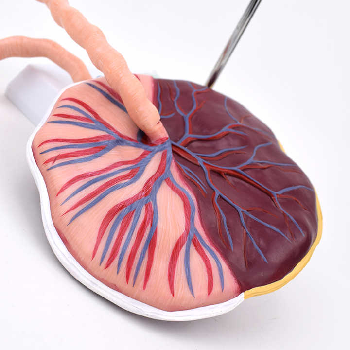Kyrenmed Human Placenta and Umbilical Cord Model for Training