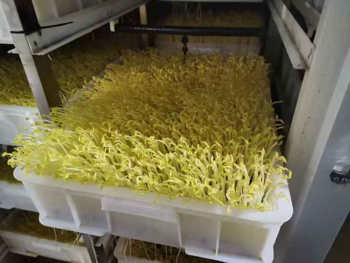 Commercial Automatic Soybean Sprout Machine Mung Bean Sprout Growing ...