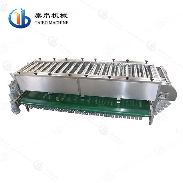 Double Layer Sorting Conveyor for Efficient Vegetable & Fruit Process