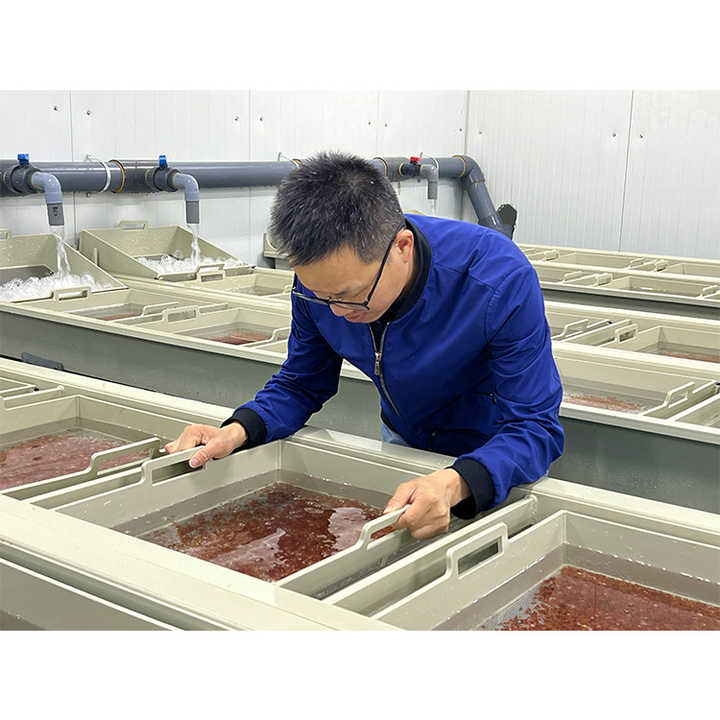 RAS System Tilapia Fish Egg Incubators for Aquaculture