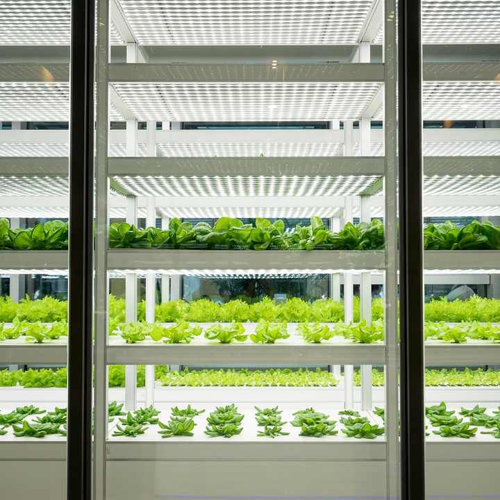 40 Foot Container Hydroponic Farm - Efficient Growing