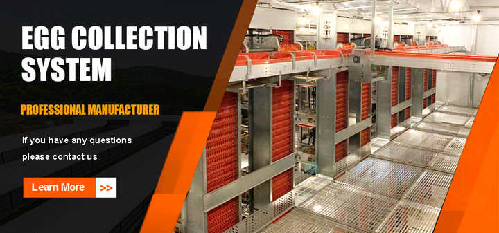 Poultry Automatic Farm Equipment Egg Collection System 4000 Eggs Fully ...