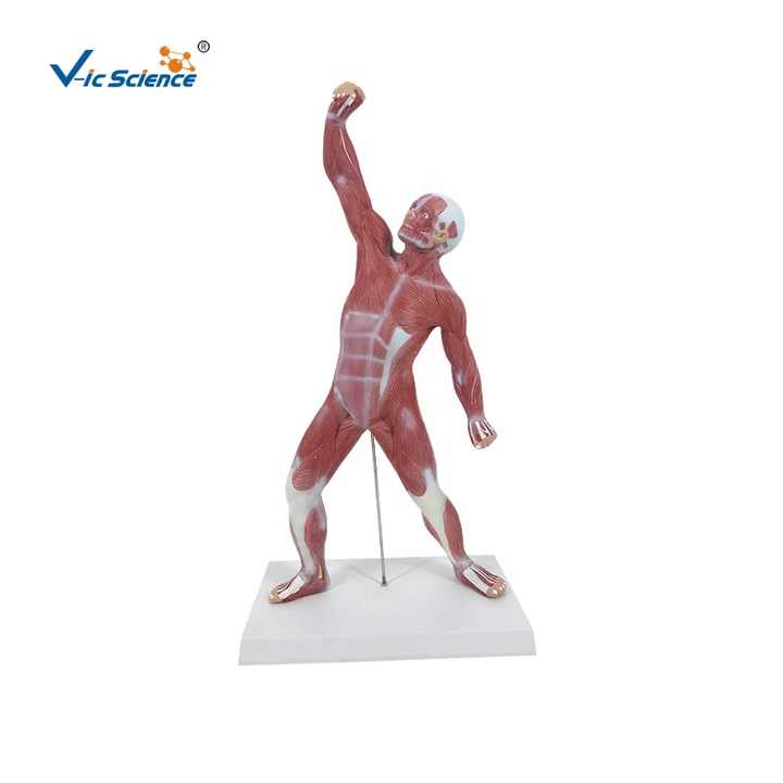 Miniature Human Muscular Figure Anatomy Model Anatomical Muscle Model ...