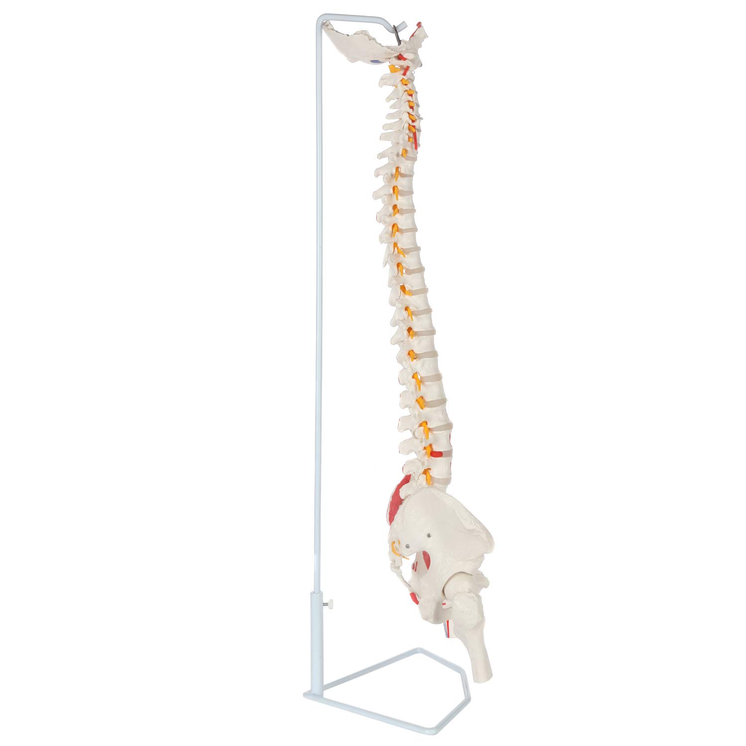 Empower Learning with Cutting-Edge spine spinal cord anatomy Resources