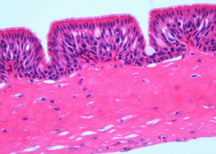 Parasite Microscope Mammal Histology Simple Squamous Epithelium Slides ...