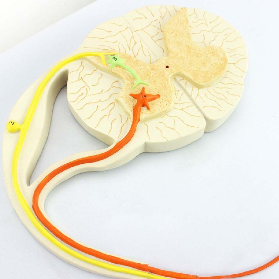 KyrenMed Nerve Reflex Arc Nerve Conduction Model Spinal Cord Functional ...