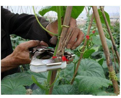 Grape Tying Machine, Tomato and Cucumber Tying Device Manufacturer ...