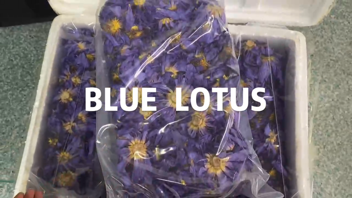 High Quality Dried Blue Lotus Flower - Health & Slimming Tea