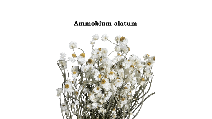 White Daisy Winged Everlasting Plants - Dried Ammobium Alatum