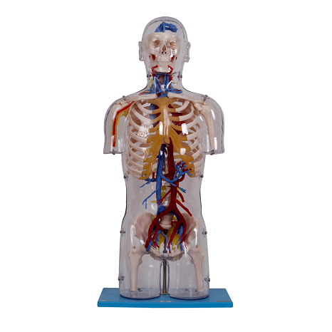 Gd/a10005 Transparent Torso With Main Neural And Vascular Structures ...