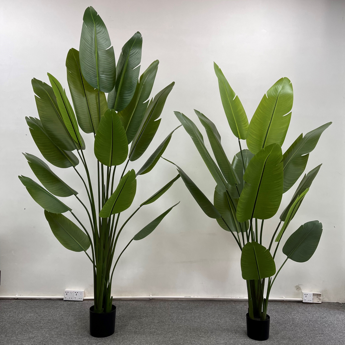 How to Choose the Best Large Plants for Interior Decor: Ultimate Buying ...