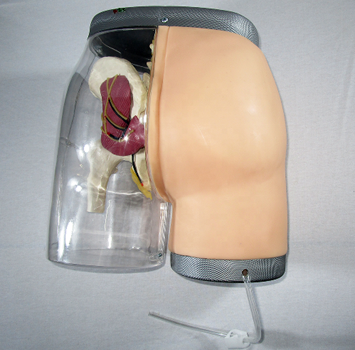 Intramuscular Injection Training with Labpilot Hip Model