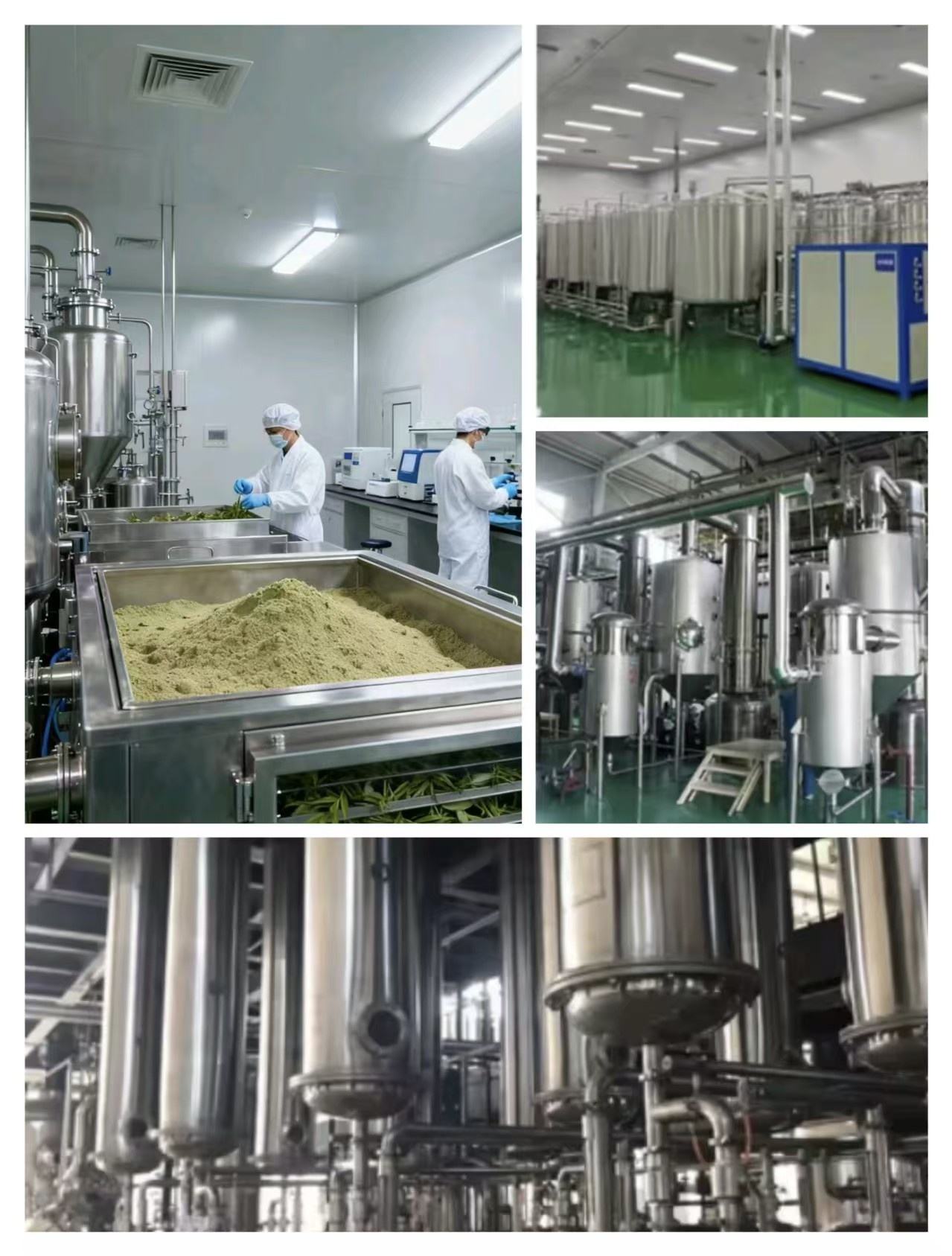 How to Choose the Best Pine Needle Extract: A Complete Buying Guide