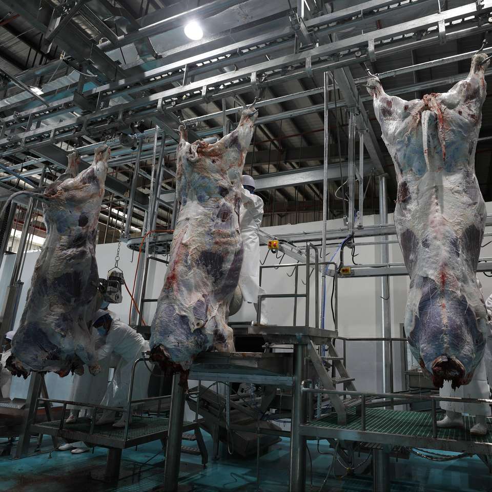 Bovine Slaughter for Cattle Abattoir Halal Slaughter Equipment Complete ...