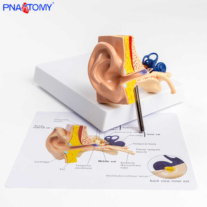 Life Size Ear Structure Model Inner Ear Anatomy Outer Middle Ear ...