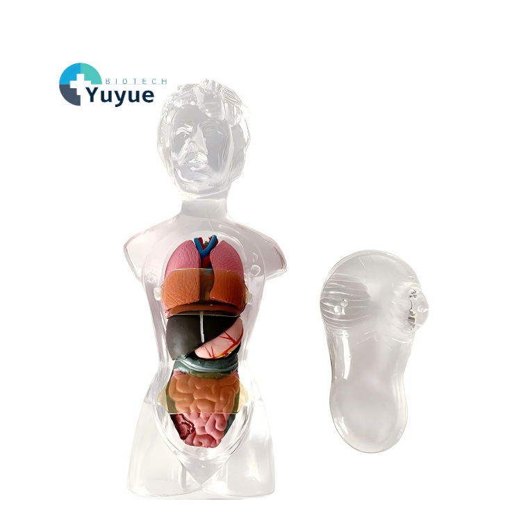 Medical Teaching Model Transparent Female Torso Anatomy Model for ...