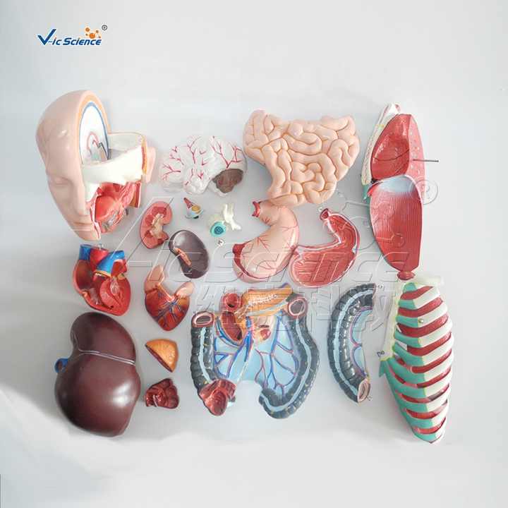 Anatomical Model - 85cm Torso with 20 Parts for Medical Science