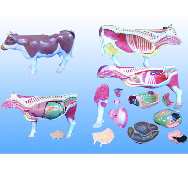 Medical Teaching Cattle Models Animal Bovine Anatomical Dissection ...