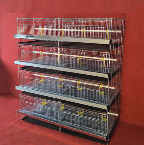 Quail Cage for Commercial Use - Jumbo Quails & Fertilized Eggs