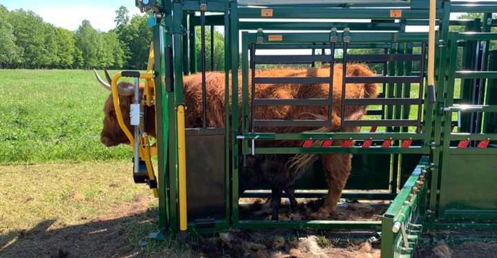 Galvanized Cattle Panel Squeeze Crush Cattle Handling Equipment With ...