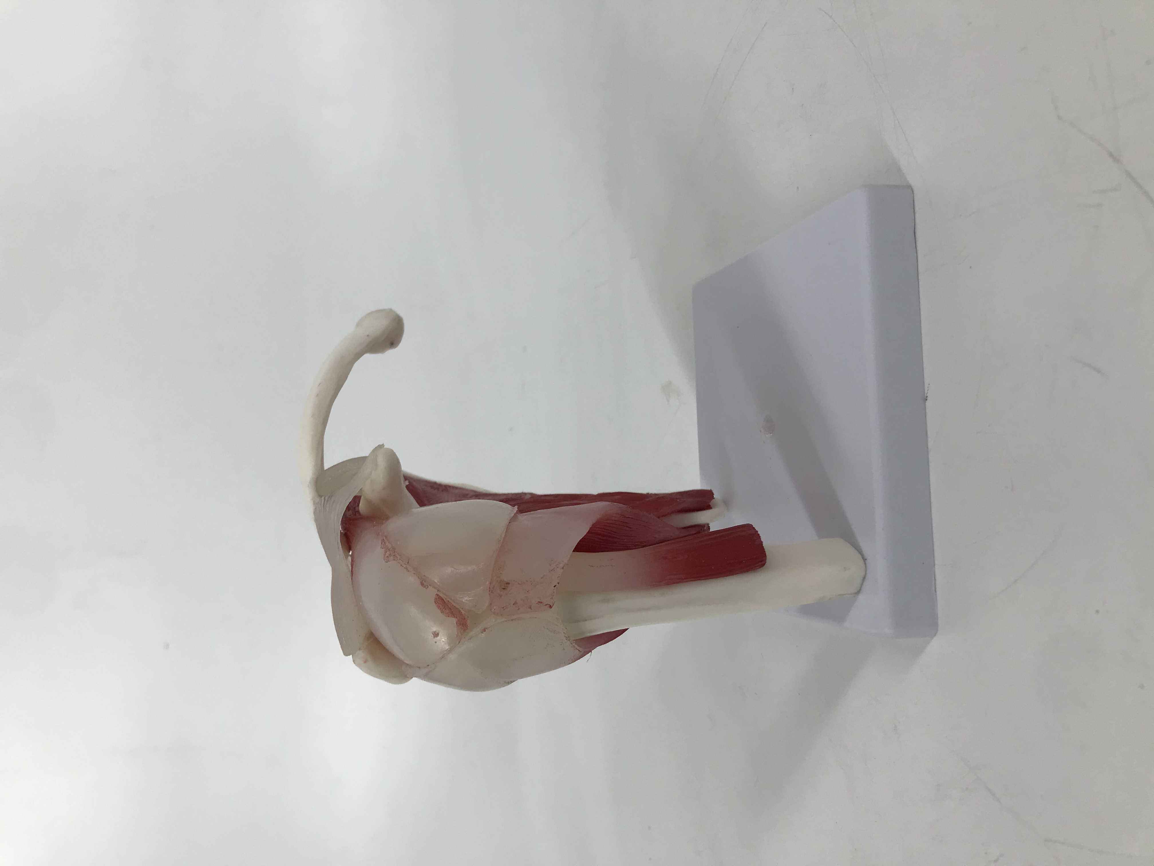 Empower Learning with Cutting-Edge shoulder anatomi model joint Resources