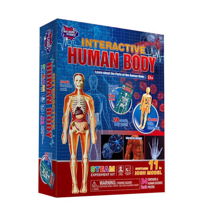 Educational Kids Games - Human Body Model 3D Puzzle