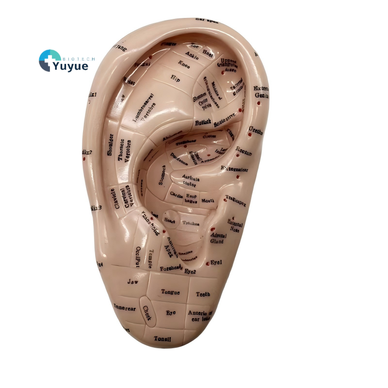 Traditional Chinese Medicine Ear Acupuncture Model Educational ...
