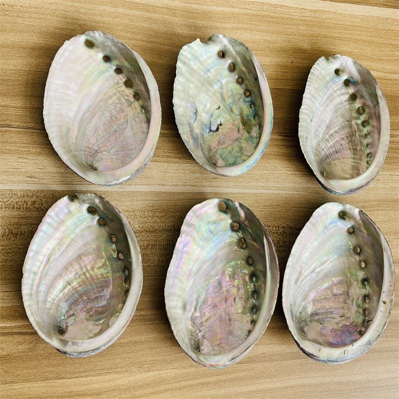 Natural Abalone Shells - Hand Carved Conch Ornaments