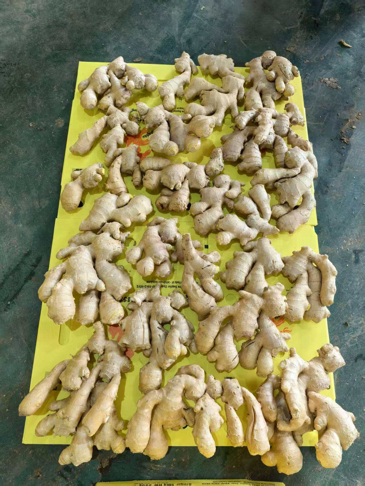 How to Choose White Ginger: A Complete Buying Guide