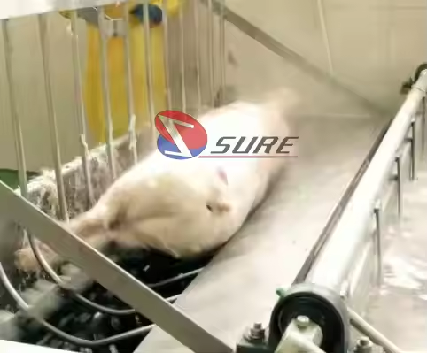 Slaughter Dehairer and Scalding Machine for Swine Pig on Sale| Alibaba.com