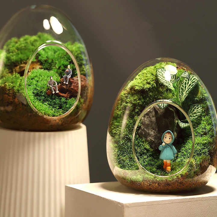 Egg Shape Glass Terrarium - Hydroponic Planter for Succulents